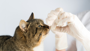 Deparazitarea interna si externa la pisica • Exavet